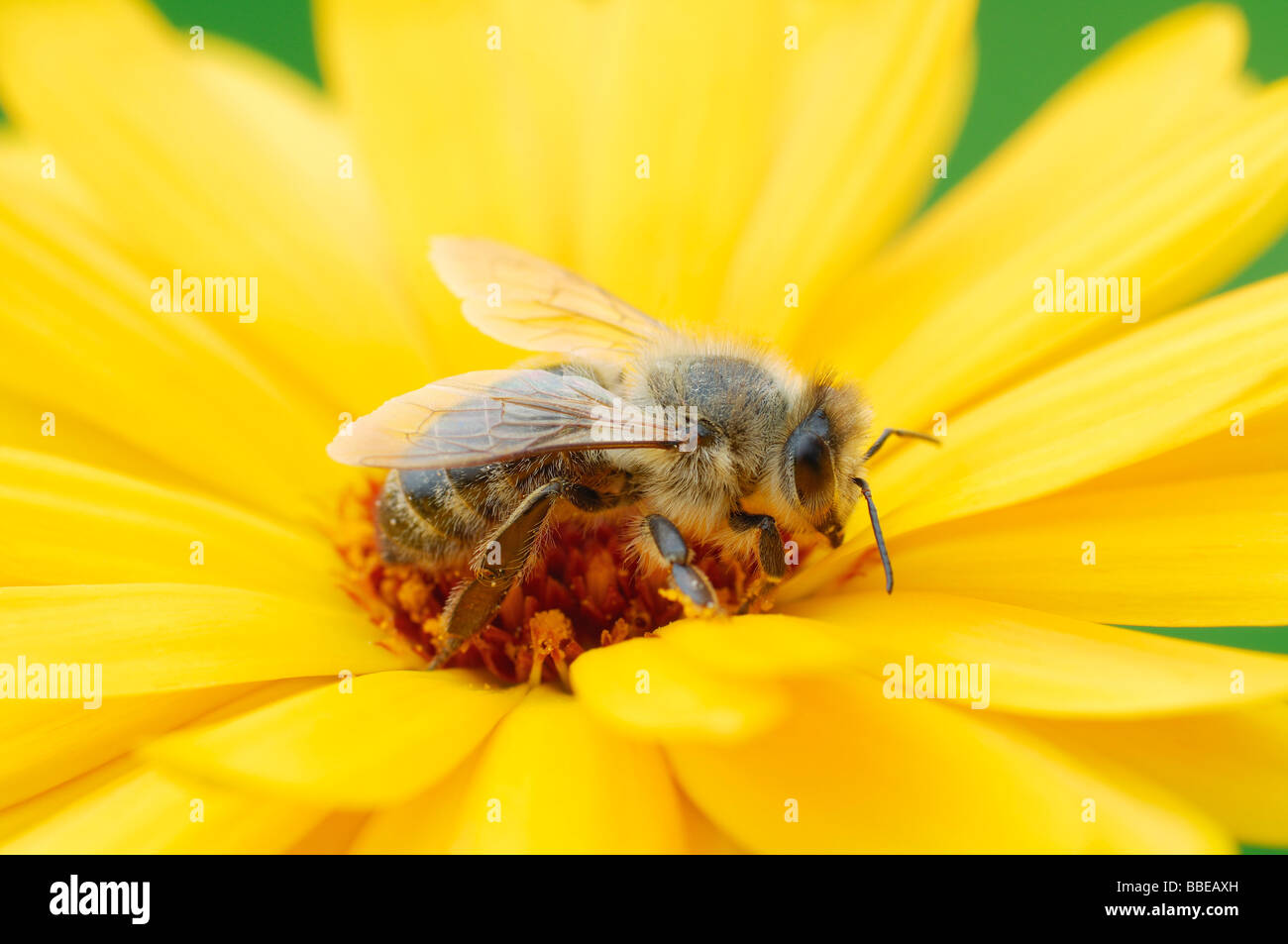 Honey Bee on Flower Stock Photo - Alamy