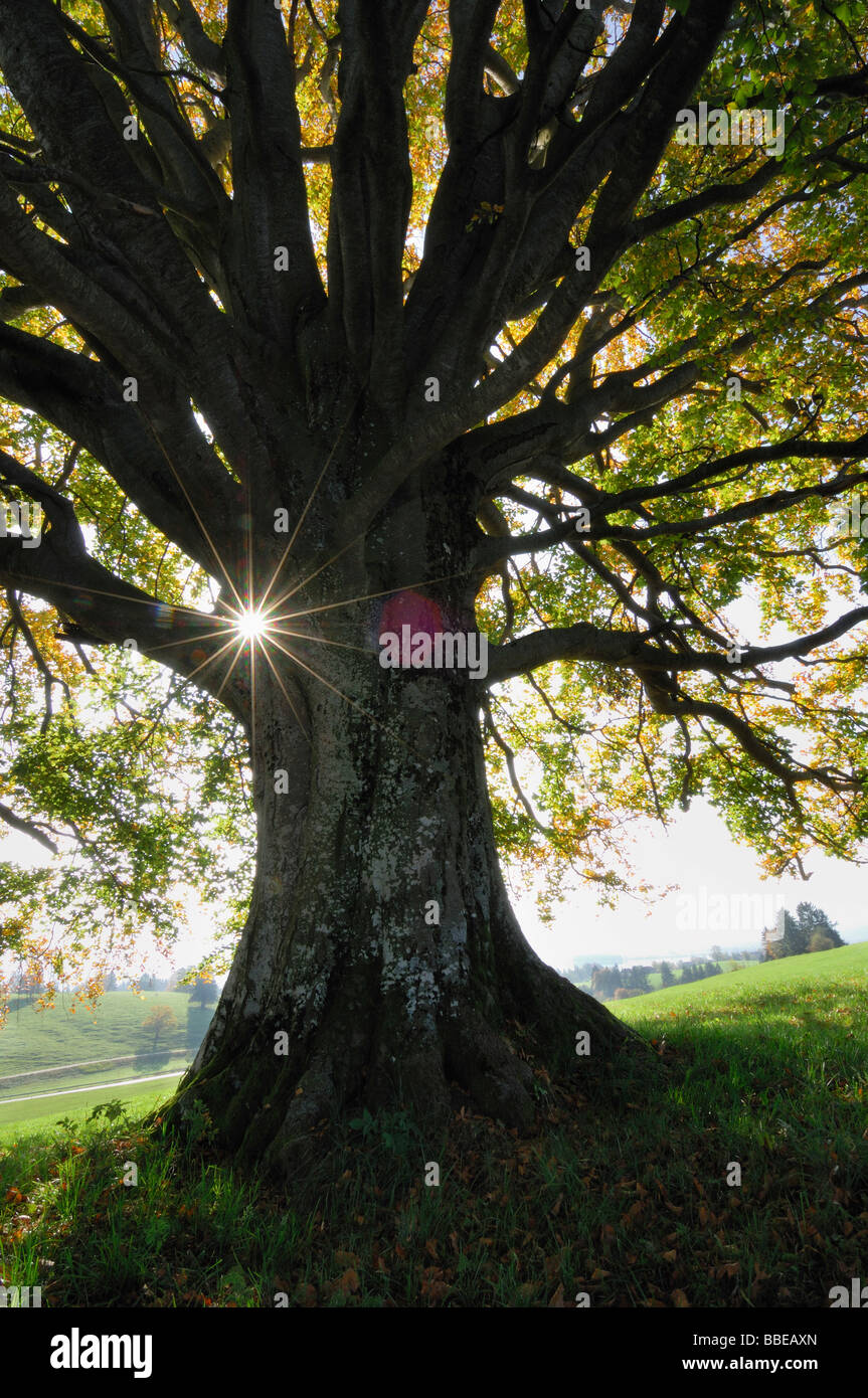 Beech Tree, Bavaria, Germany Stock Photo - Alamy