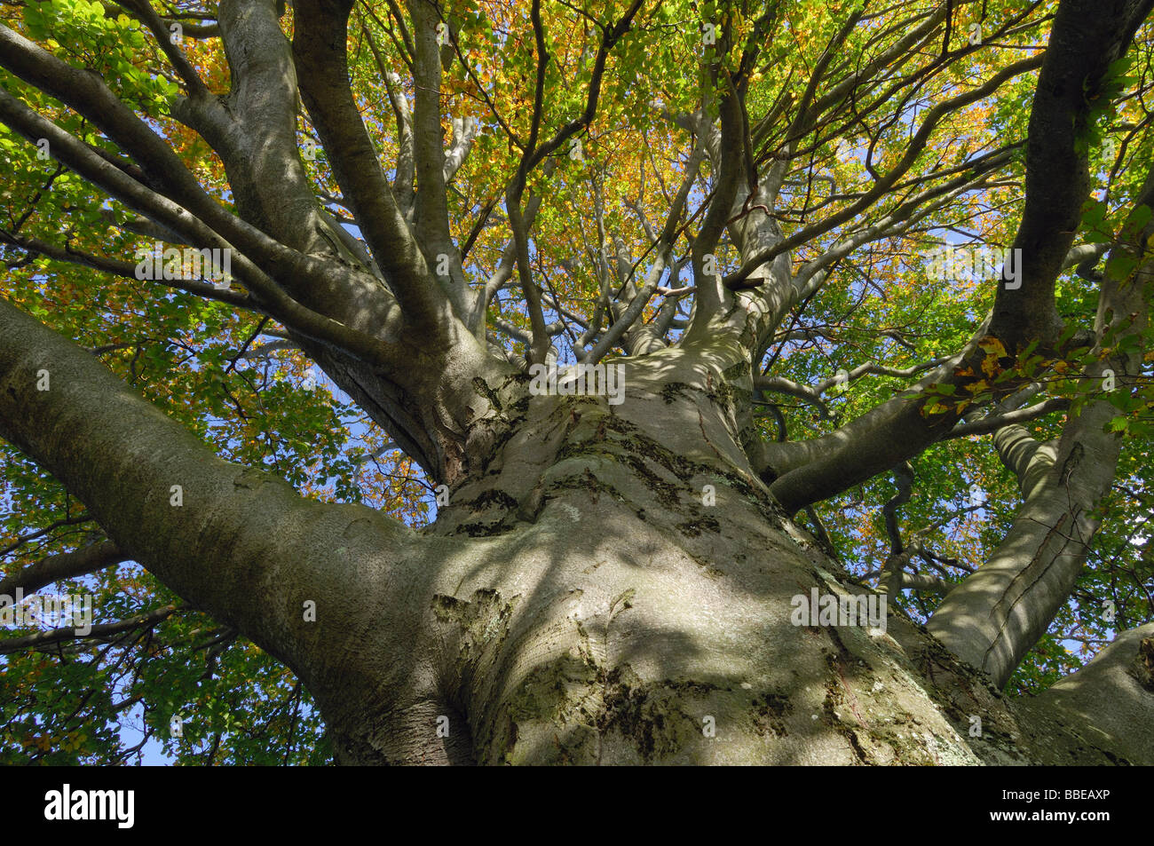Beech Tree, Bavaria, Germany Stock Photo - Alamy