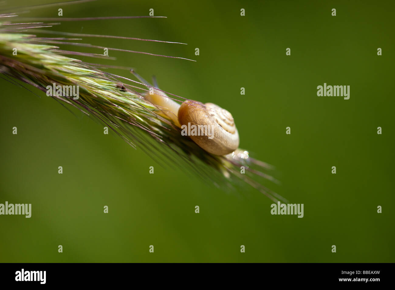 Snail animal hi-res stock photography and images - Alamy