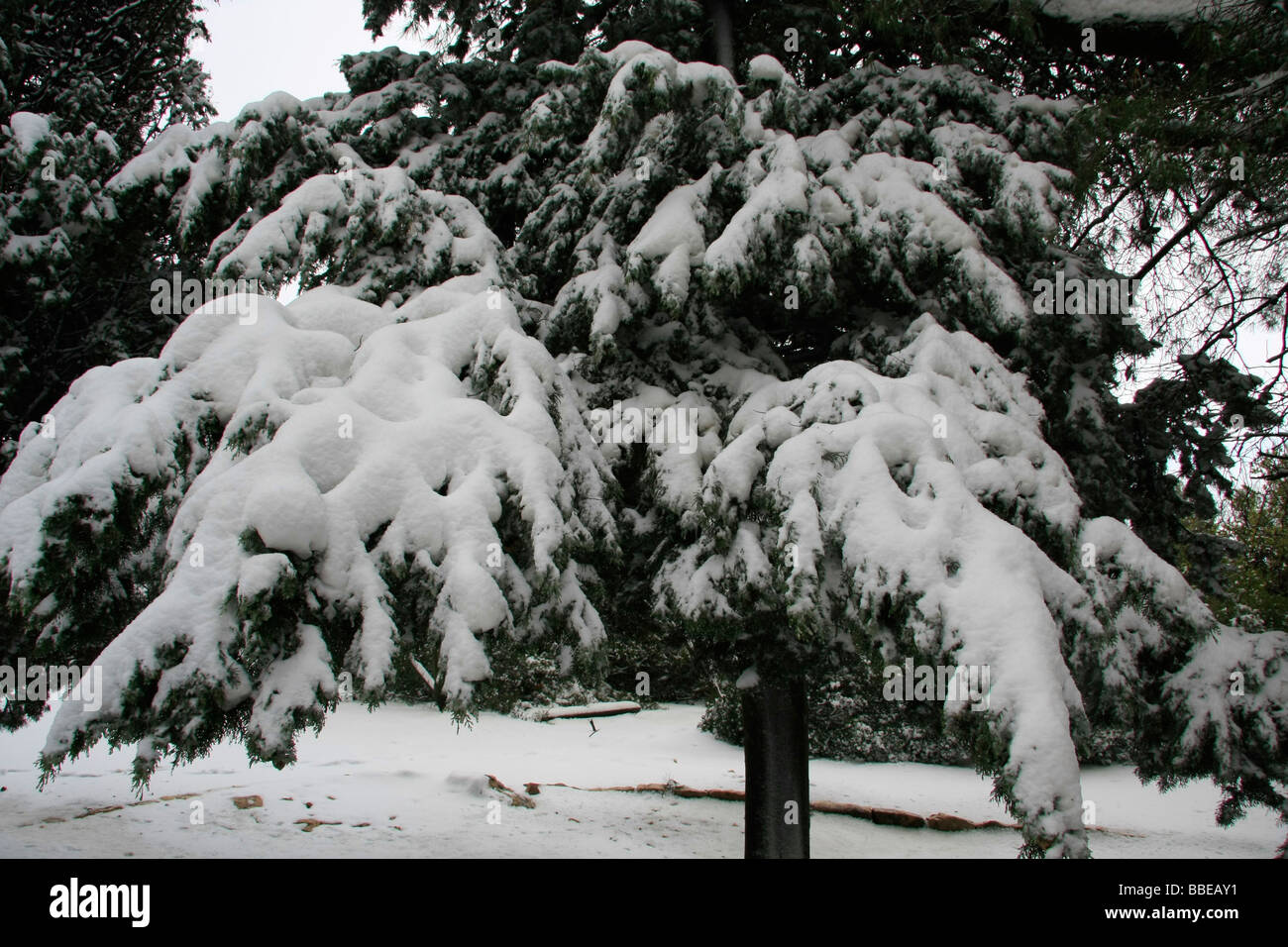 Judea snow in Gush Etzion Stock Photo - Alamy