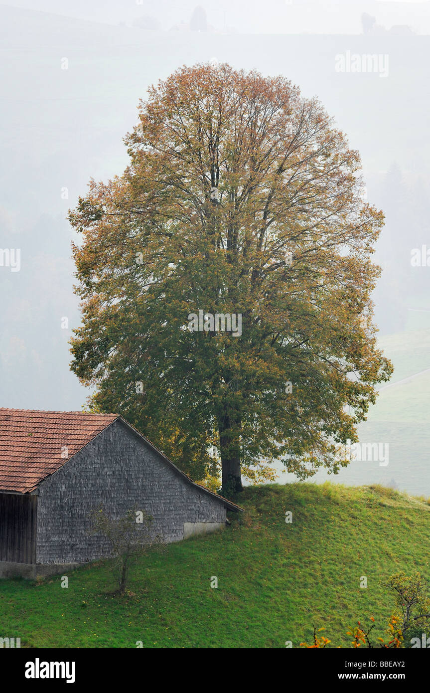 Barn and Tree, Switzerland Stock Photo - Alamy