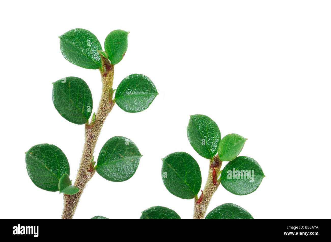 Rockspray cotoneaster hi-res stock photography and images - Alamy