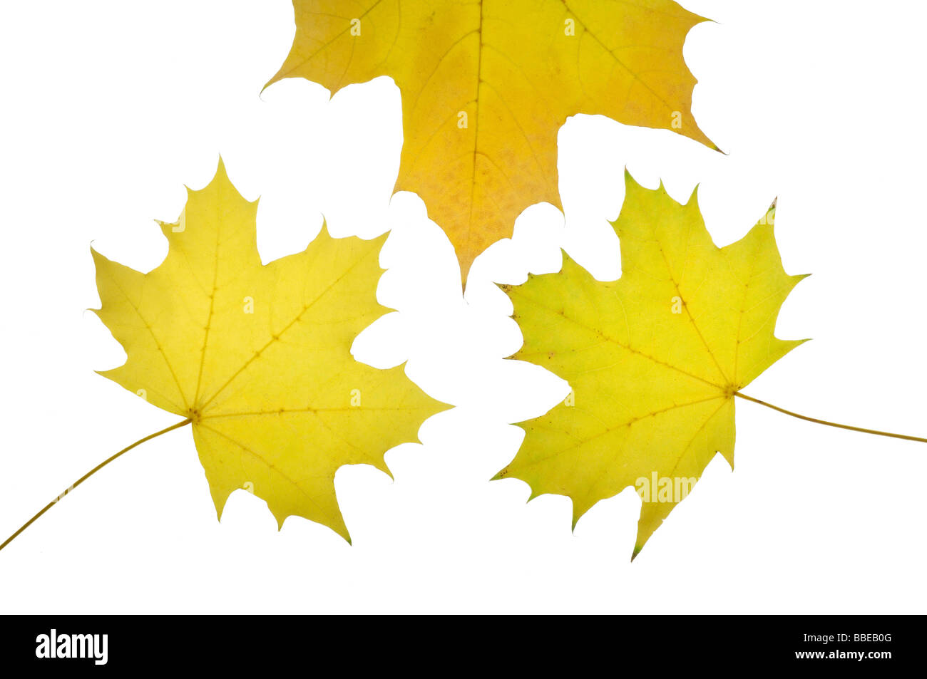 Maple Tree Leaves Stock Photo - Alamy