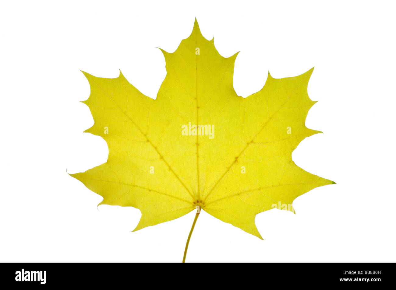 Lone maple leaf hi-res stock photography and images - Alamy