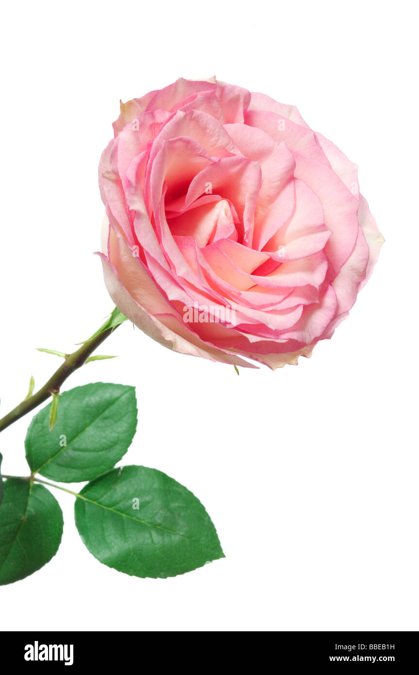 Pink rose photography Cut Out Stock Images & Pictures - Alamy