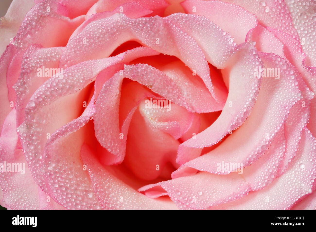 Pink centred flower hi-res stock photography and images - Alamy