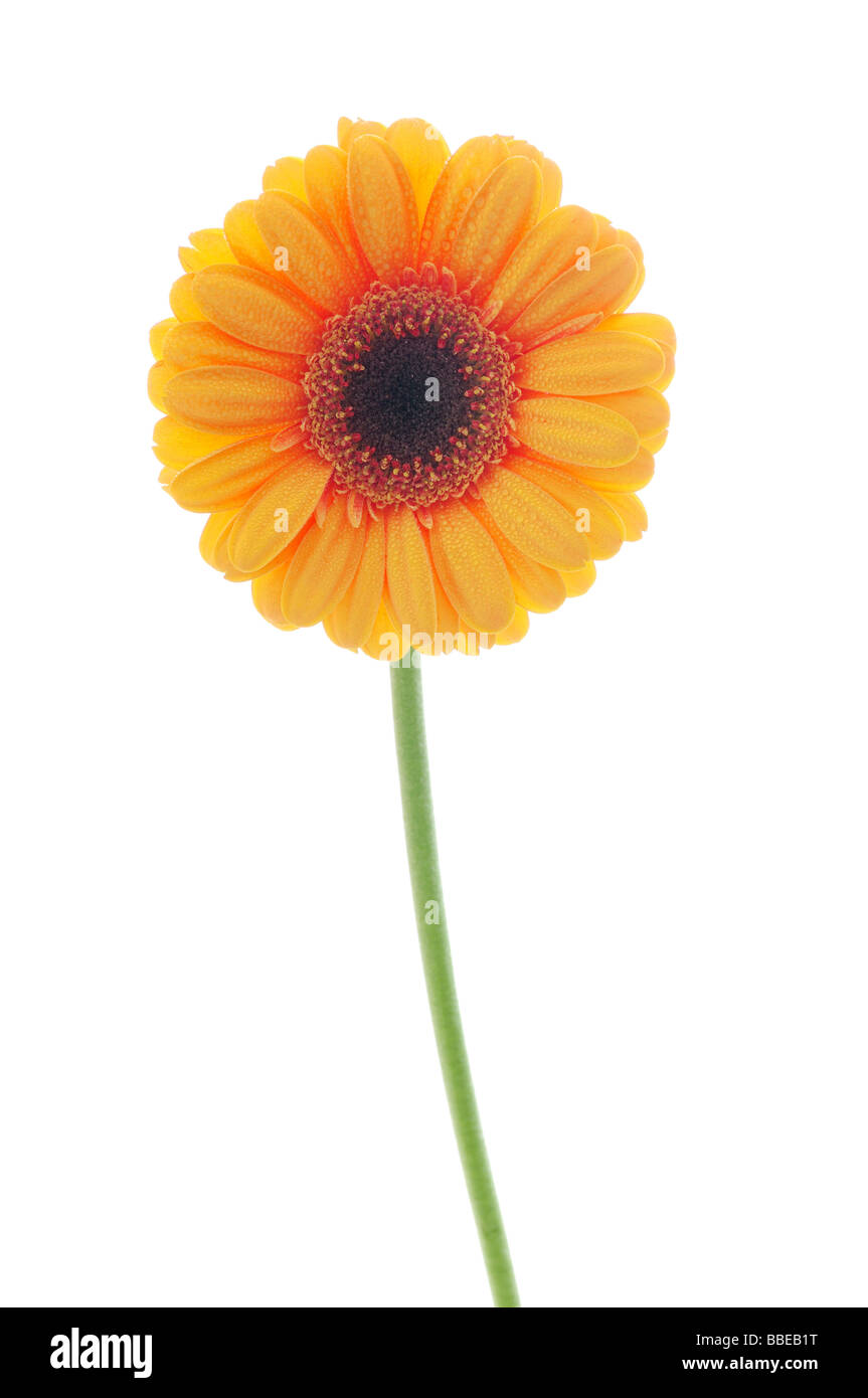 Daisy flowering Cut Out Stock Images & Pictures - Alamy