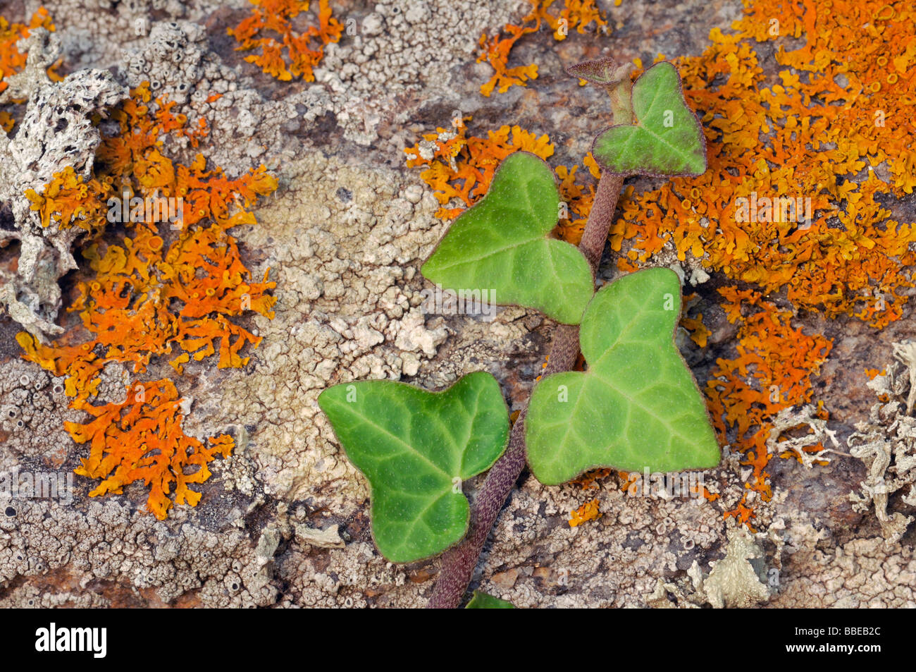 Ivy over rock hi-res stock photography and images - Alamy