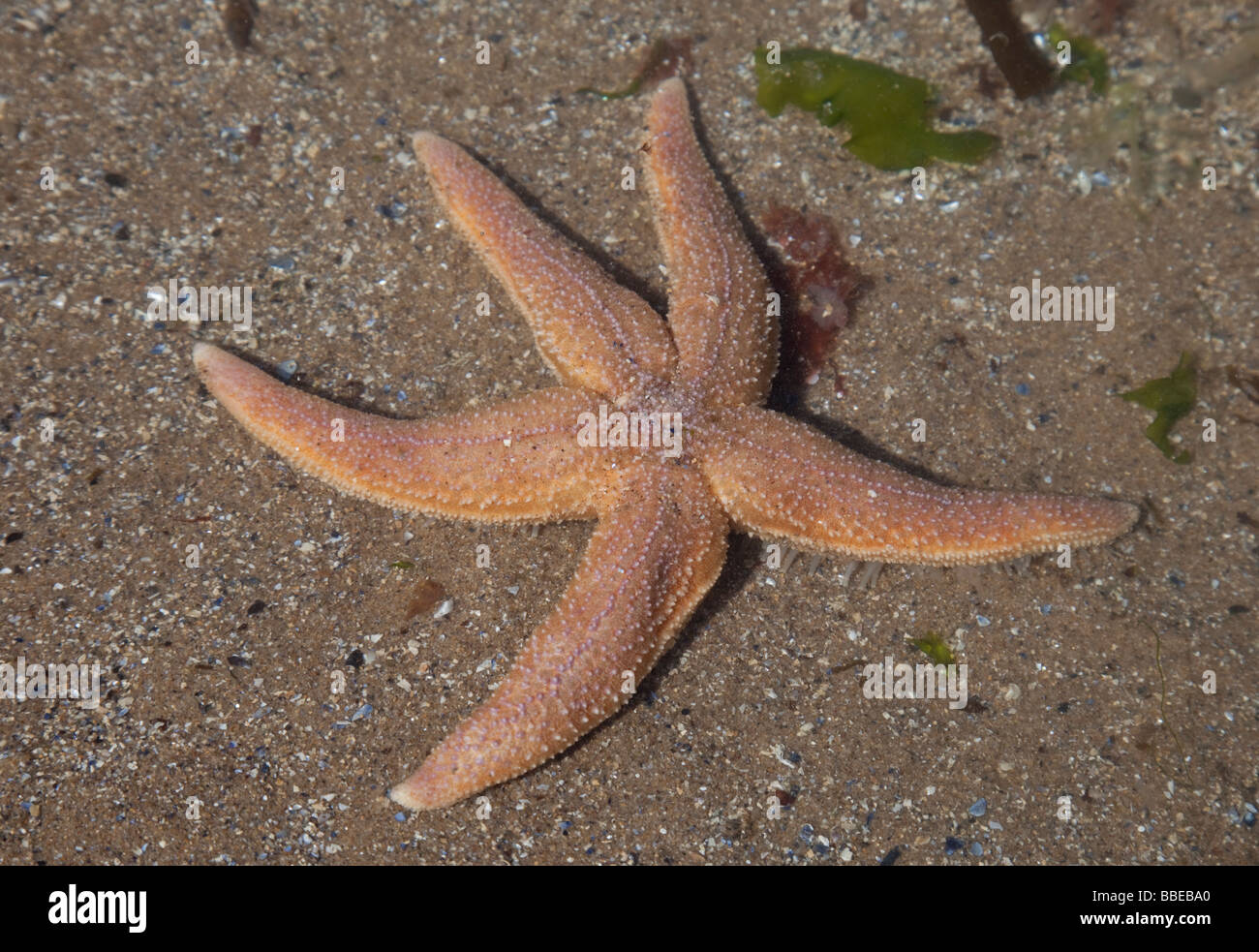 Common starfish Asterias rubens Oxwich Bay Gower South Wales UK Stock ...