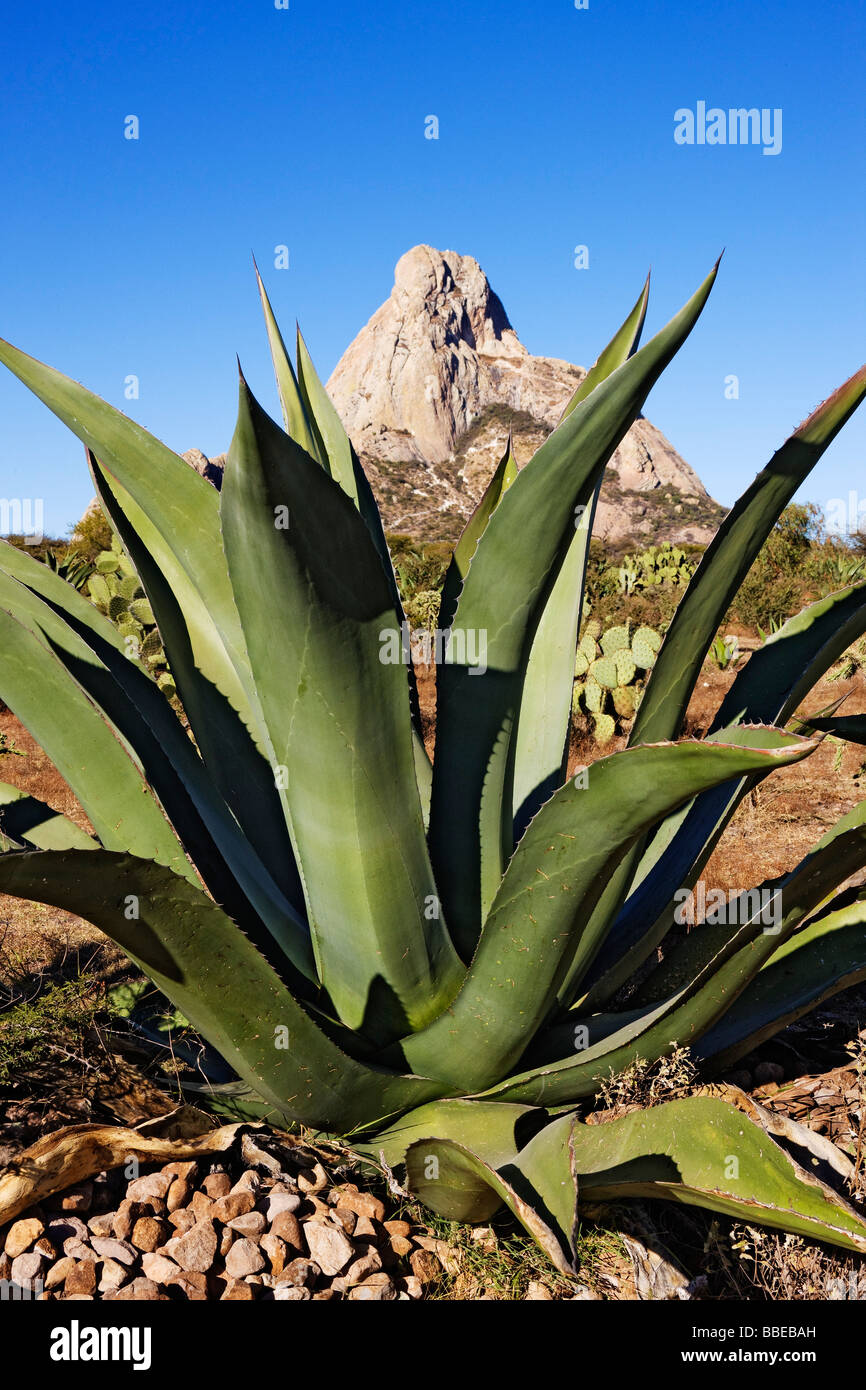 Agave Plant, La Pena de Bernal, San Sebastian Bernal, Queretaro, Mexico ...