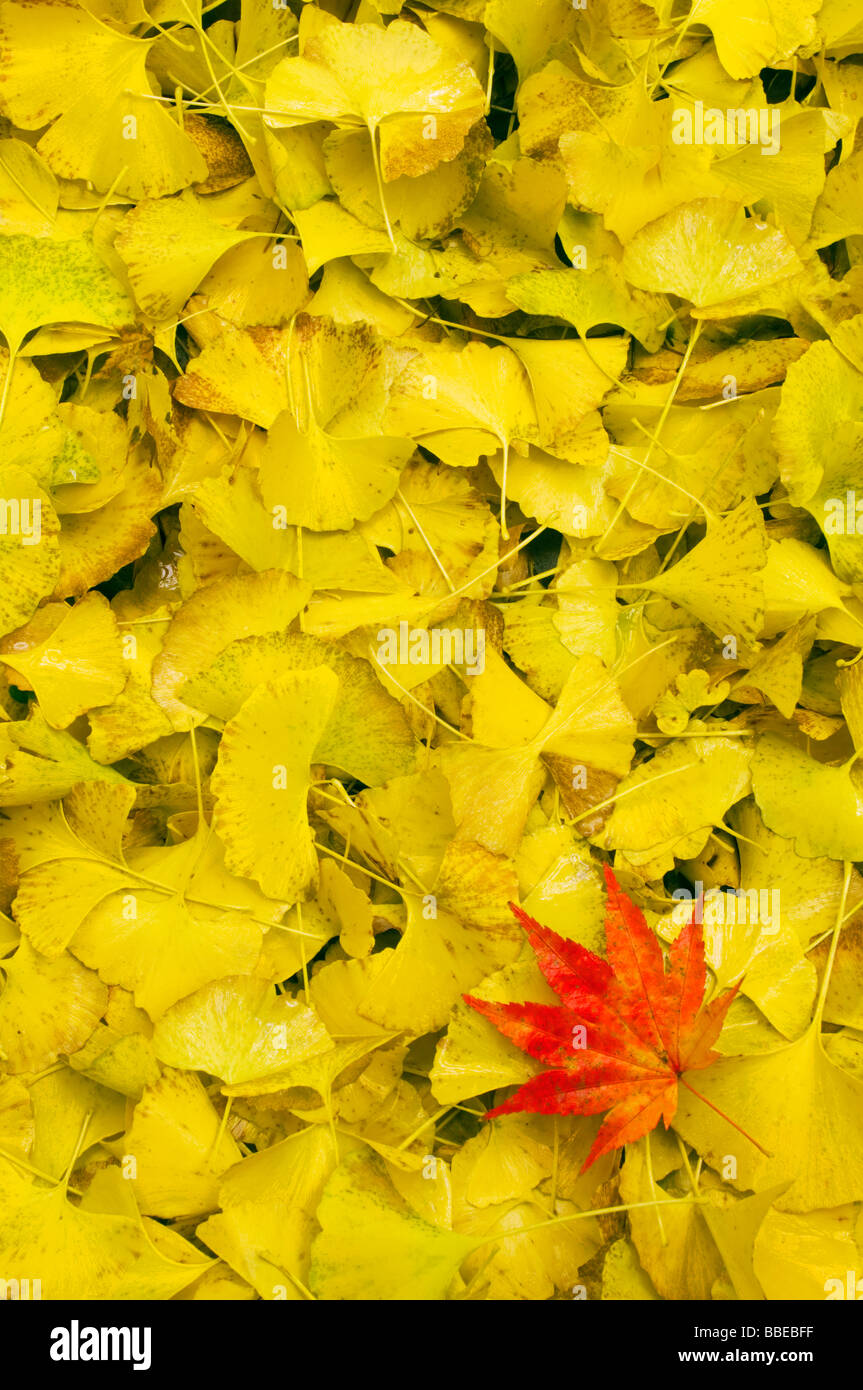 Gingko Leaves High Resolution Stock Photography and Images - Alamy