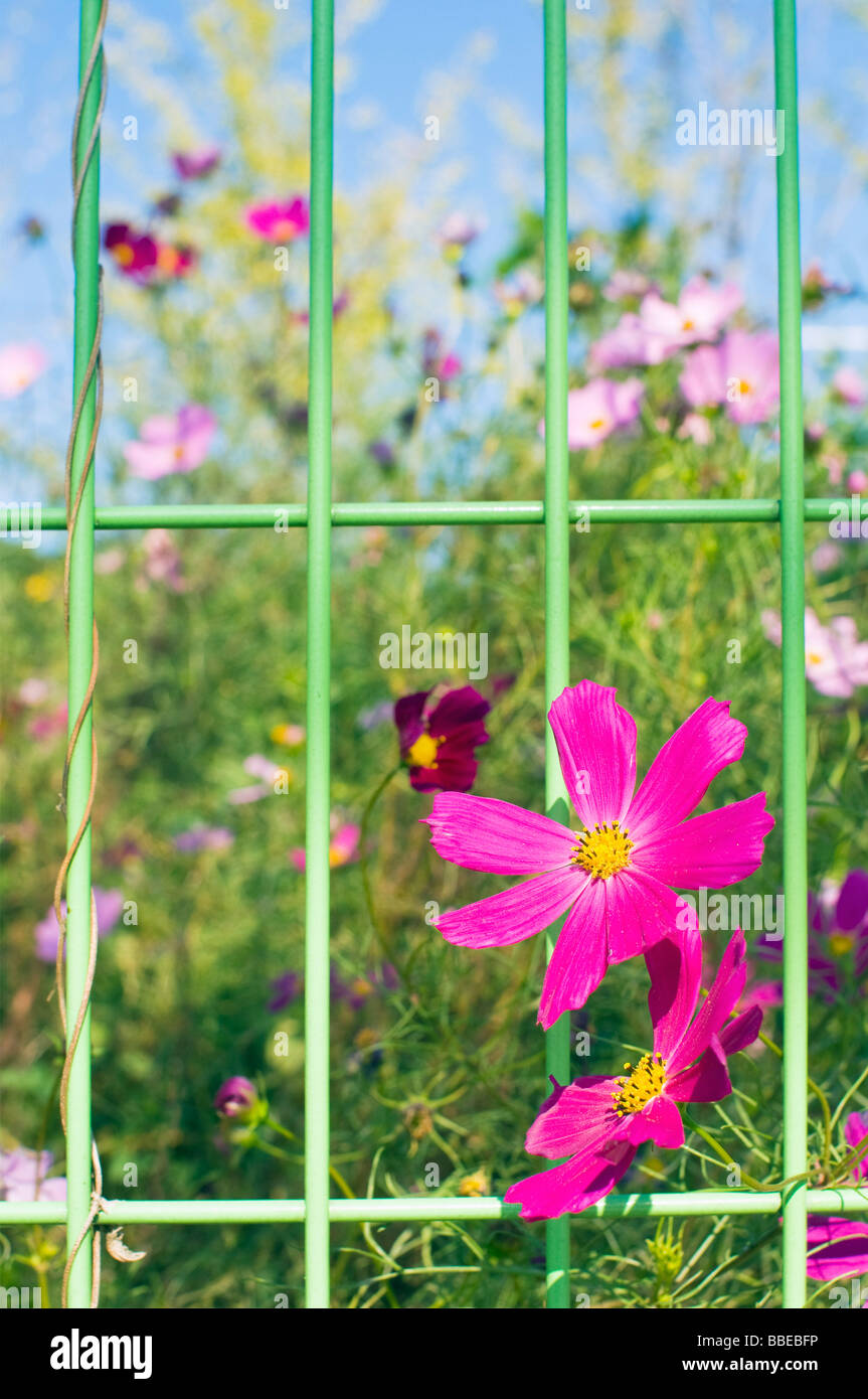 Behind Metal Fence High Resolution Stock Photography and Images - Alamy