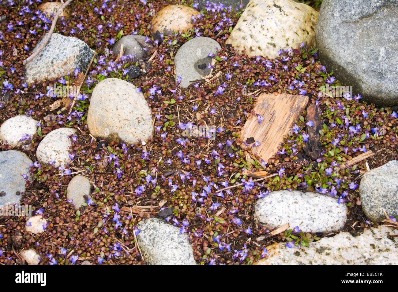 Rocks driftwood and flowers Stock Photo - Alamy