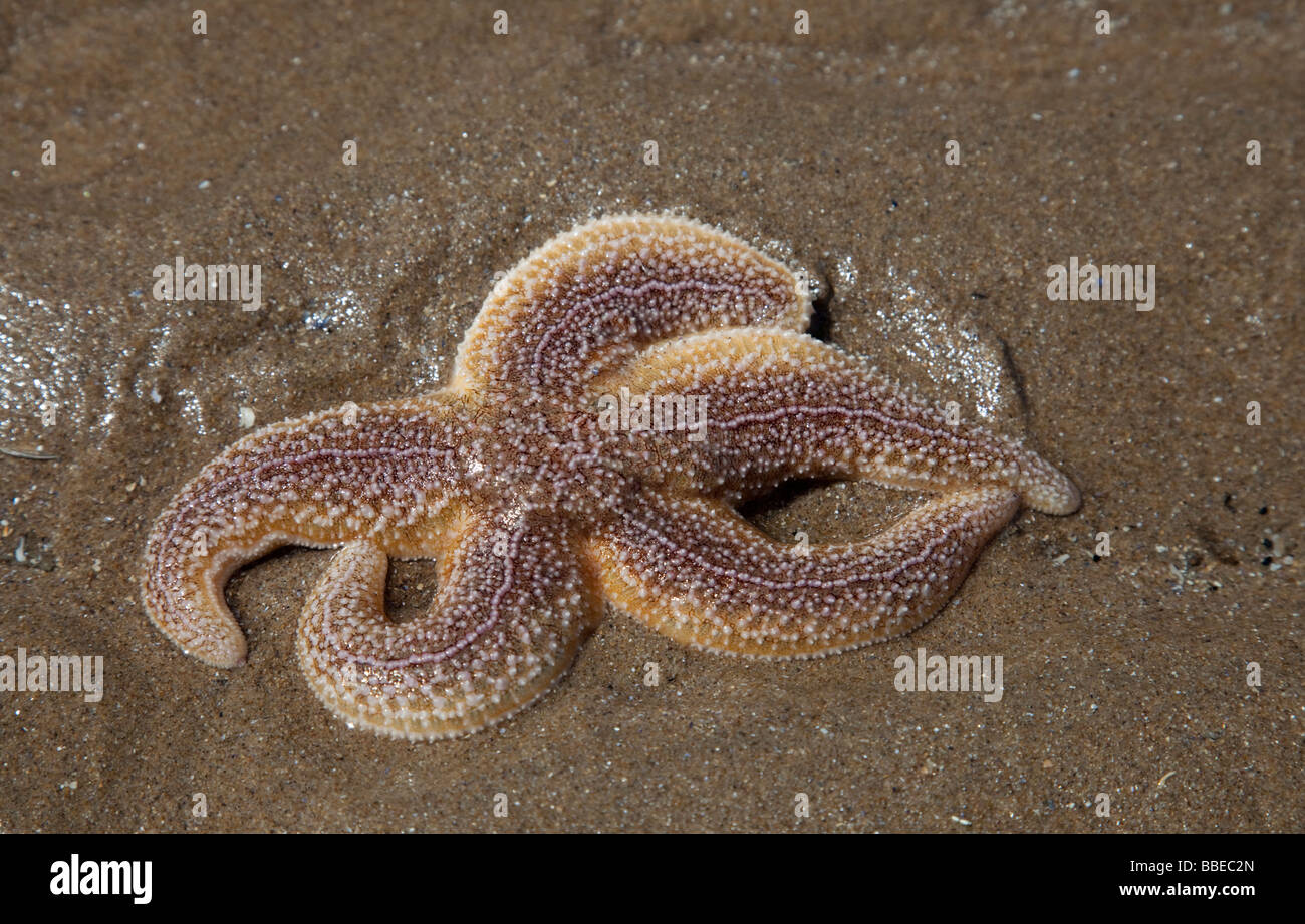 Common Starfish Stock Photos & Common Starfish Stock Images - Alamy