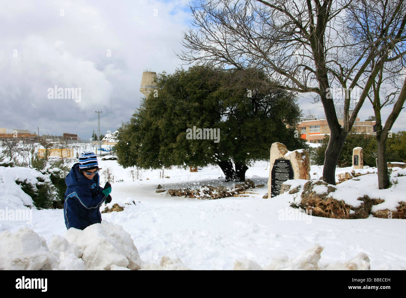 Palestine judea tree oak tree hi-res stock photography and images - Alamy
