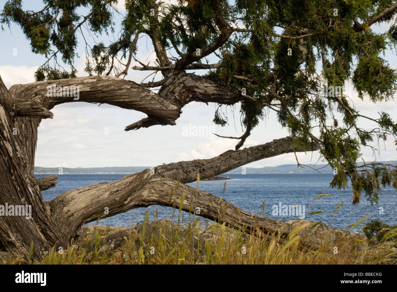 Tree and ocean view Stock Photo - Alamy