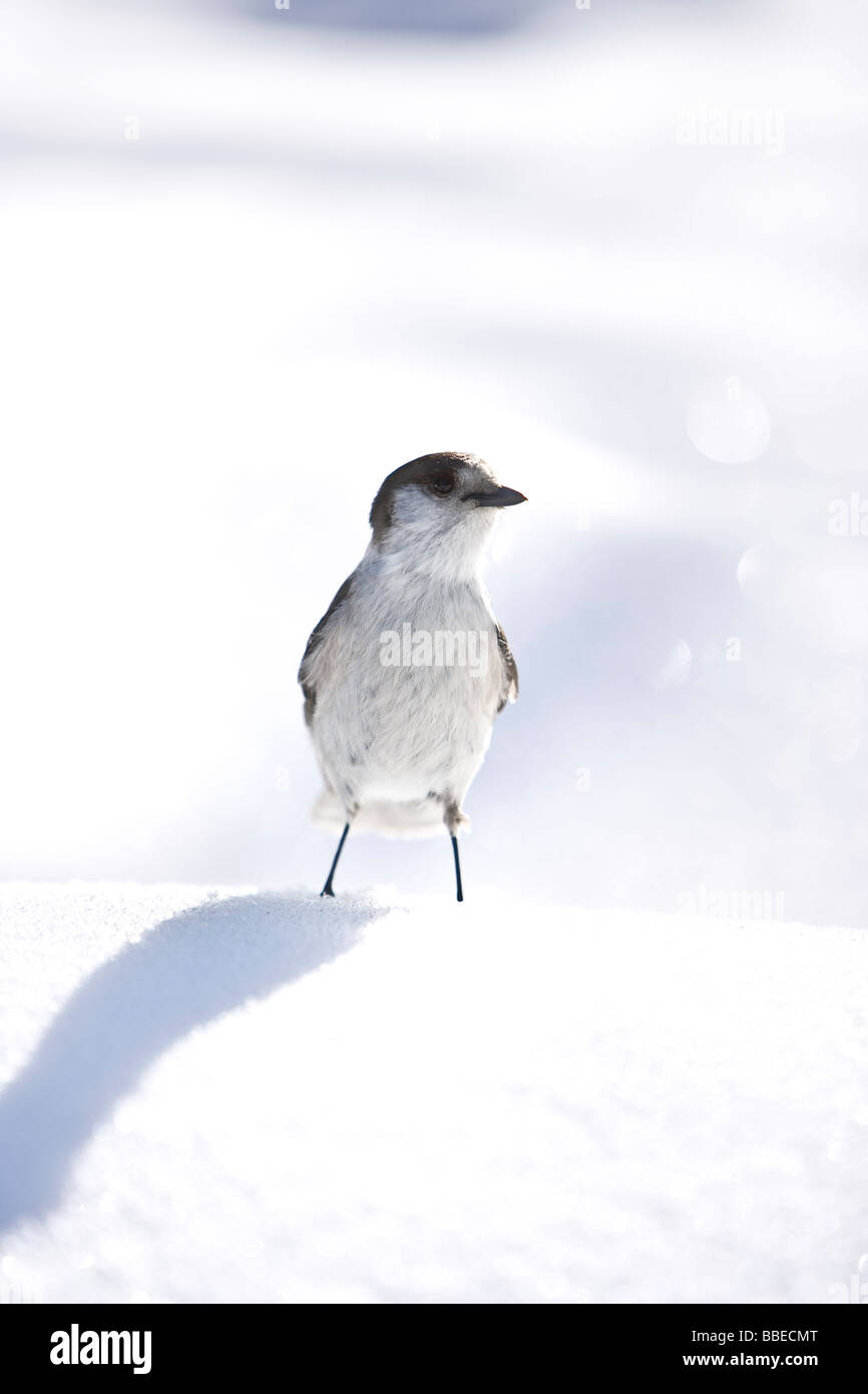 Bird in Snow Stock Photo - Alamy