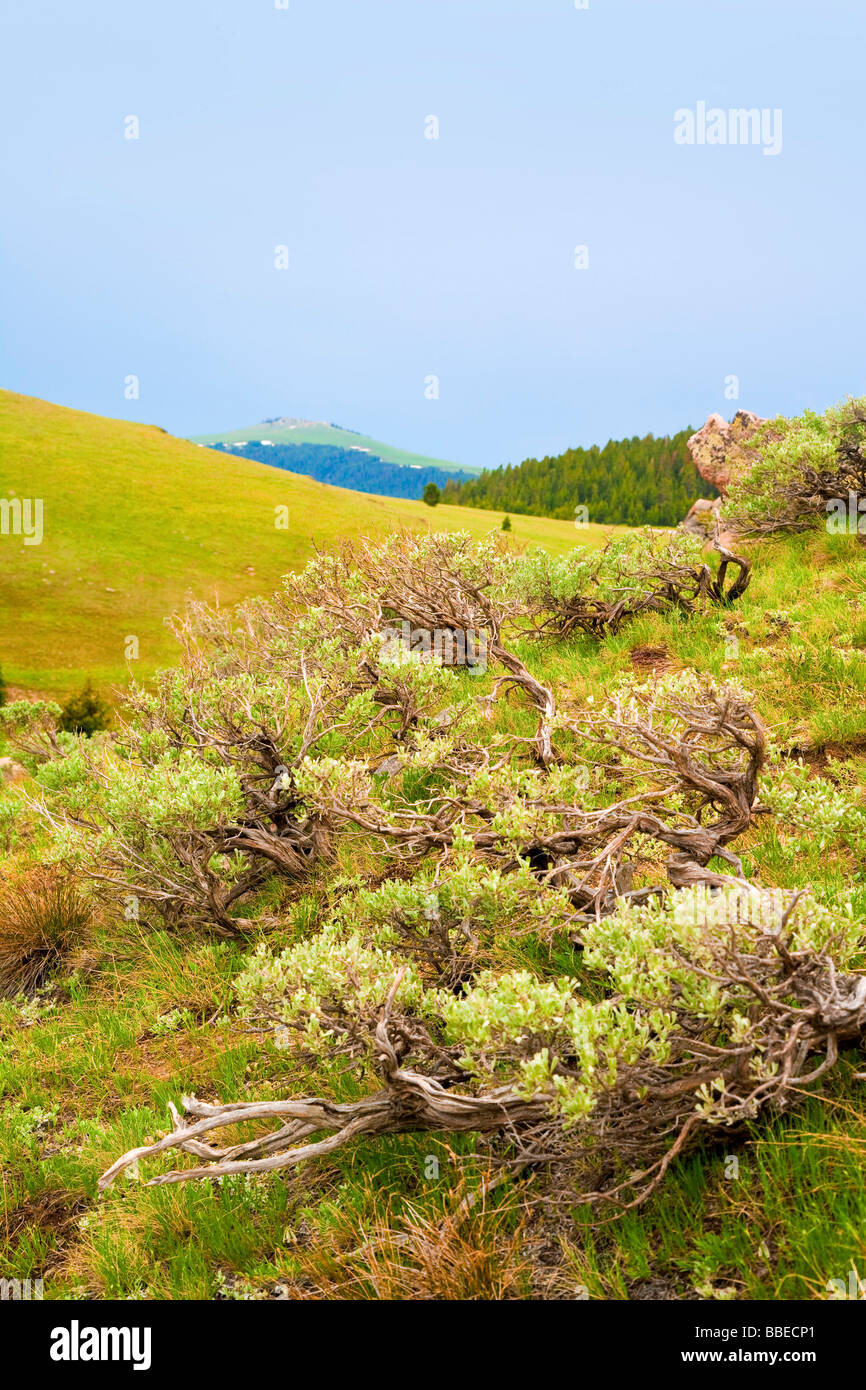 Buffalo, Johnson County, Wyoming, USA Stock Photo - Alamy