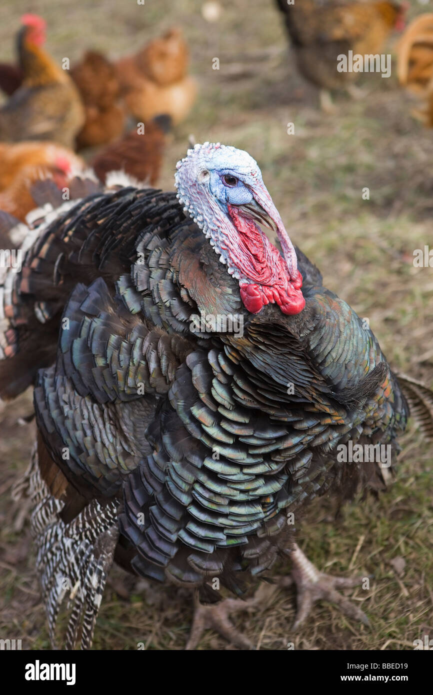 Turkey Country Farming High Resolution Stock Photography and Images - Alamy