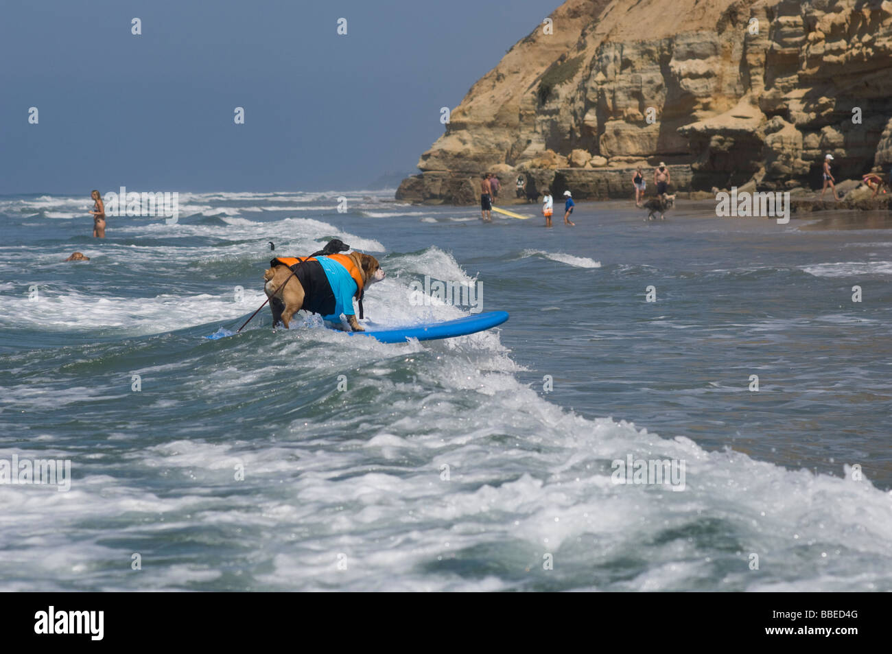 Dog Surfing at Surf Dog Surf-A-Thon, Del Mar, California, USA Stock ...