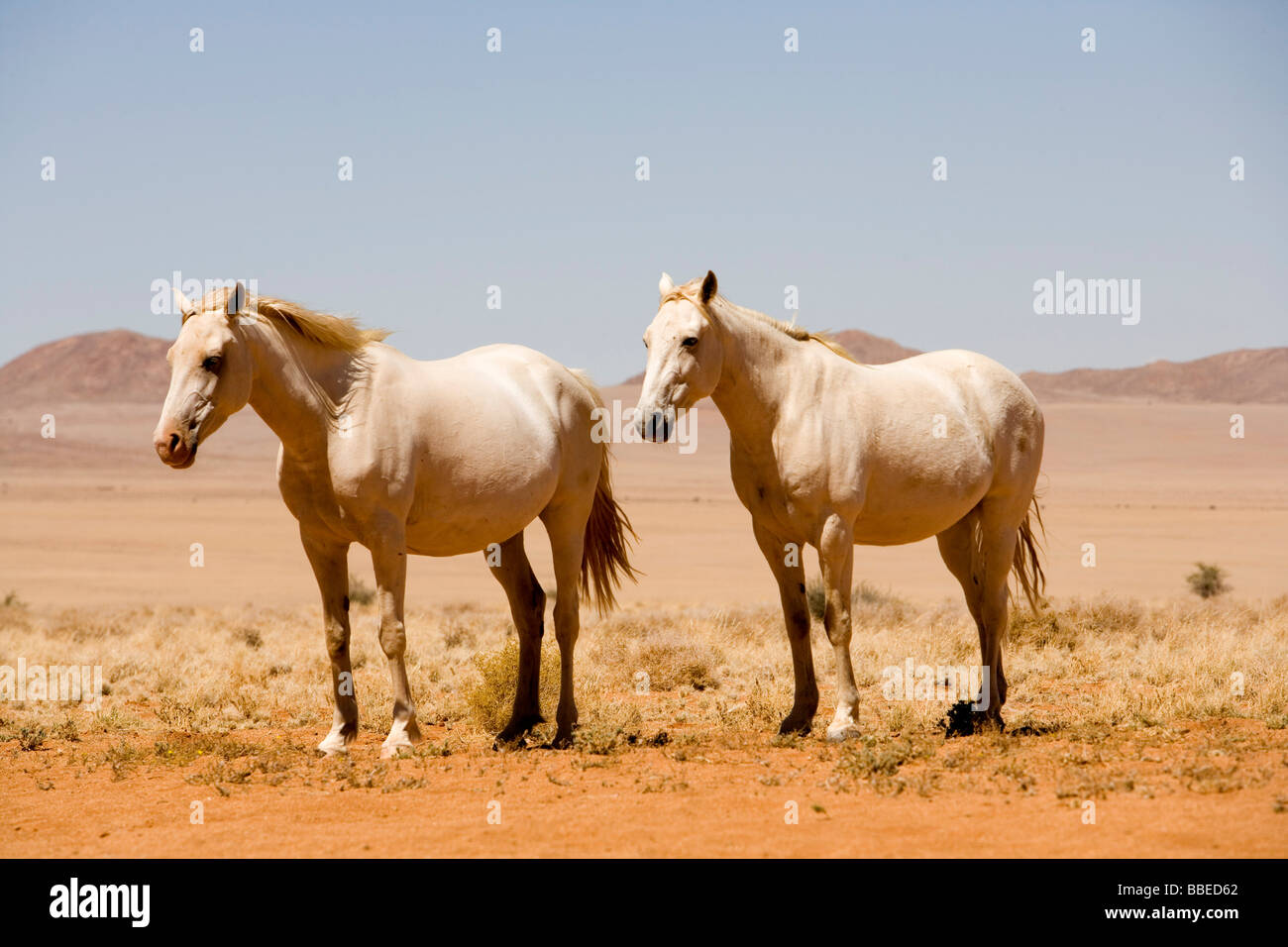 Beautiful wild horses standing hi-res stock photography and images - Alamy