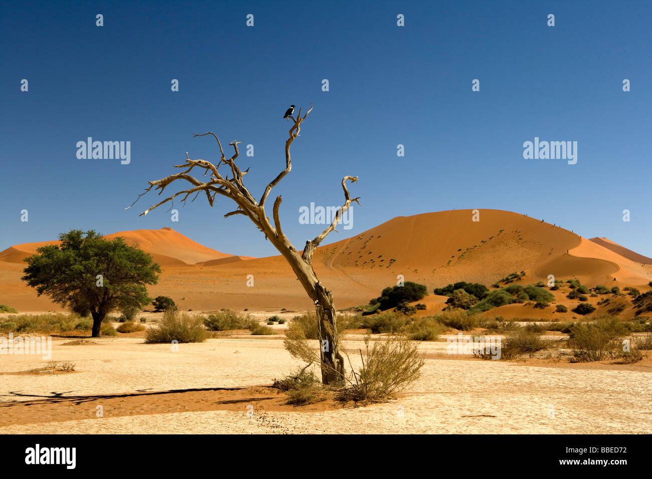 Namibian images hi-res stock photography and images - Alamy