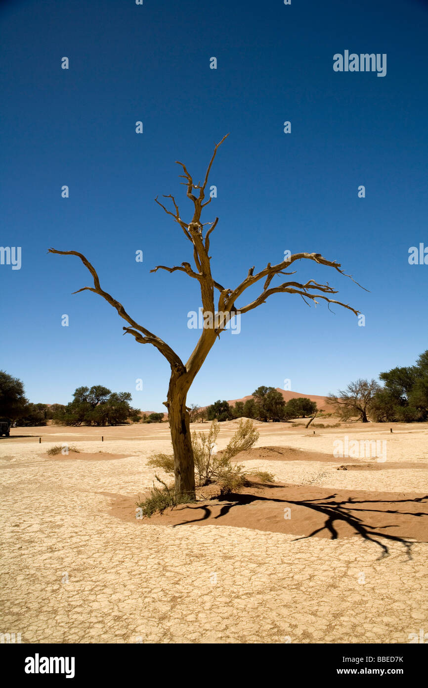 Africa african landscape tree outdoors nobody nature sky hi-res stock ...