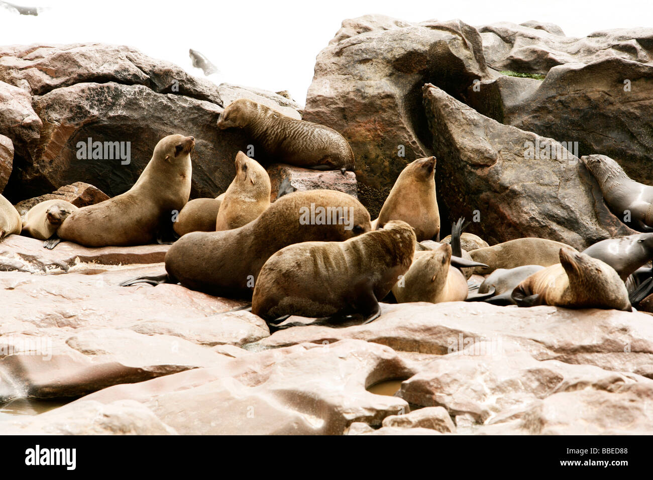 Seal Colony, Cape Cross, Damaraland, Namibia Stock Photo - Alamy