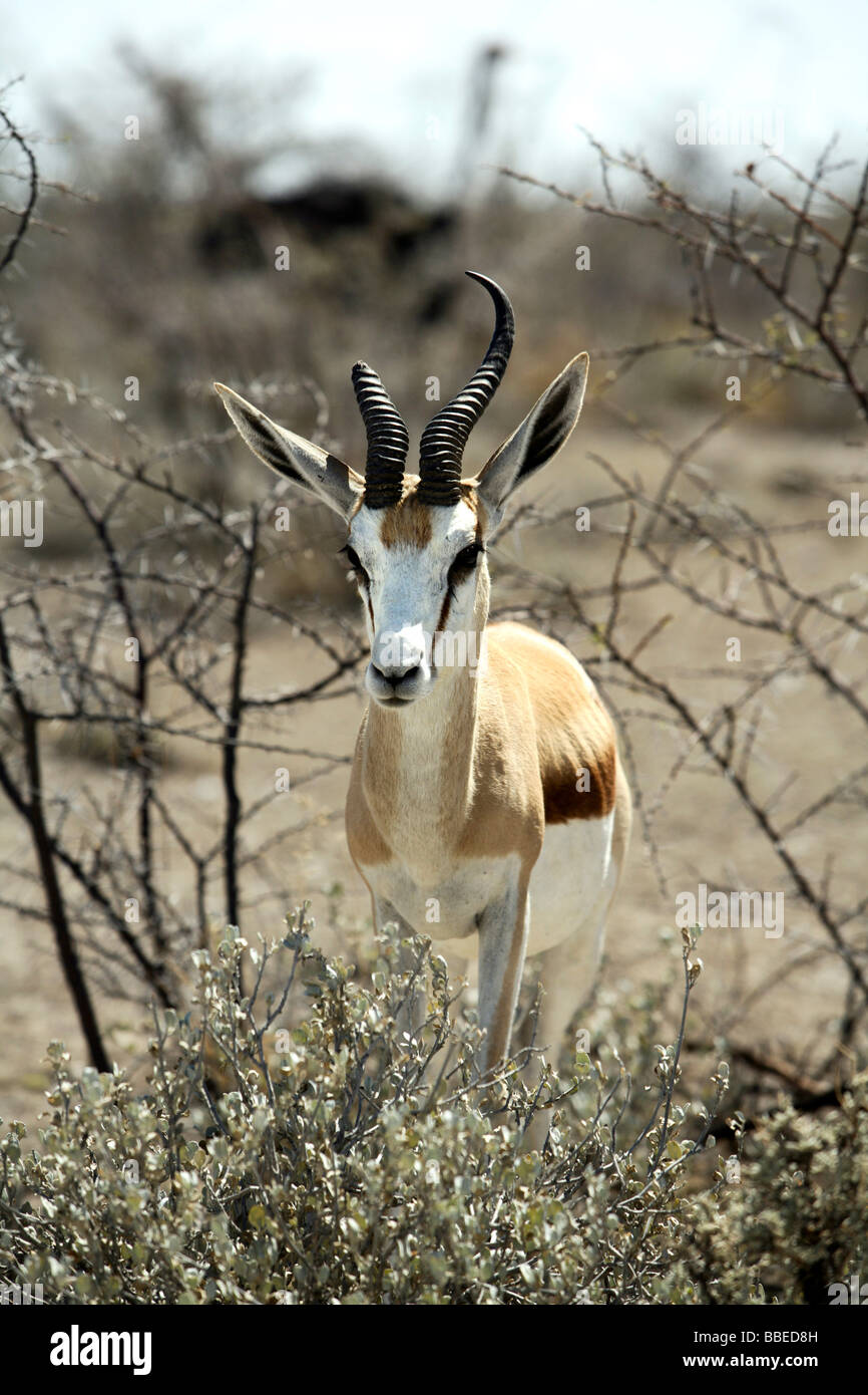 Springbok one horn hi-res stock photography and images - Alamy