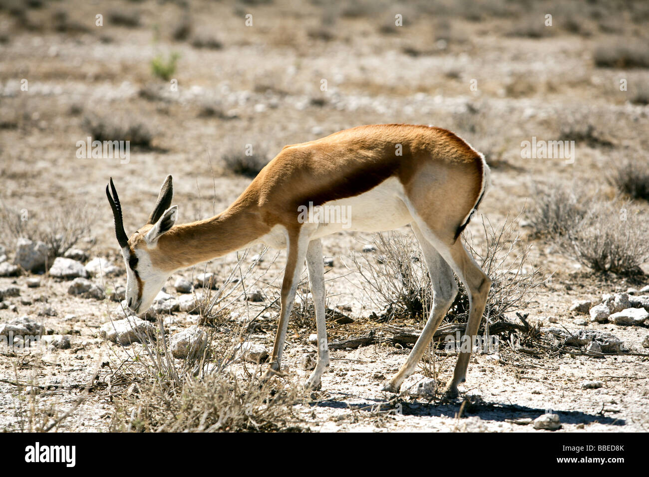 Springbok grazing hi-res stock photography and images - Alamy