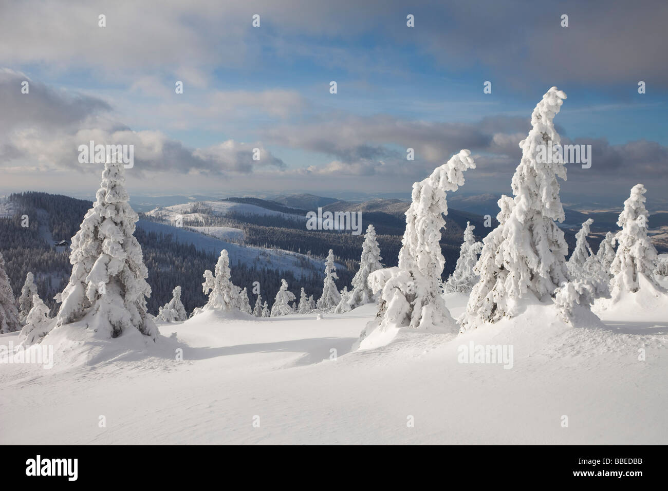 Snow-covered Spruce Trees in Winter, Grosser Arber Mountain, Bavarian ...