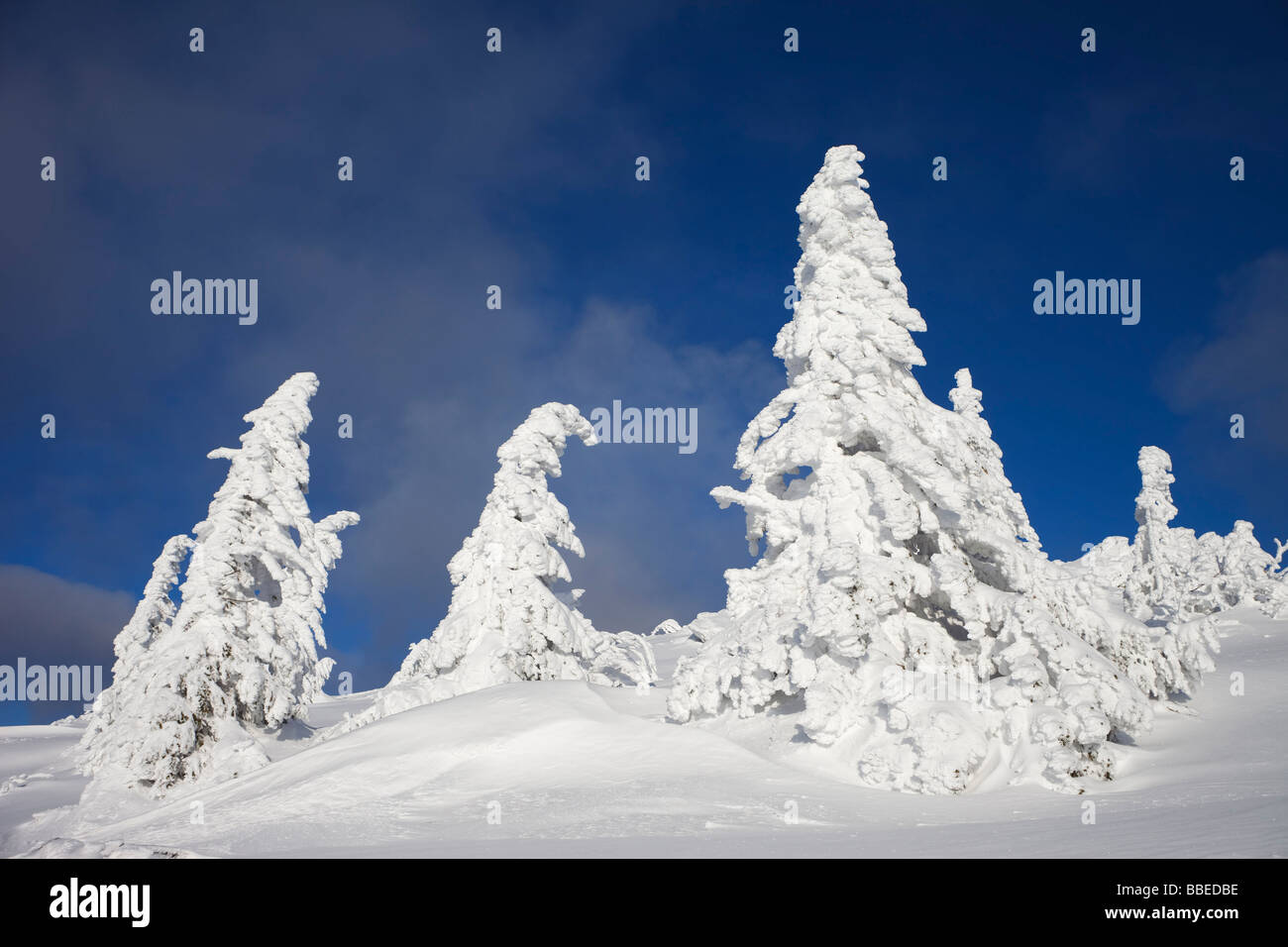Snow-covered Spruce Trees in Winter, Grosser Arber Mountain, Bavarian ...