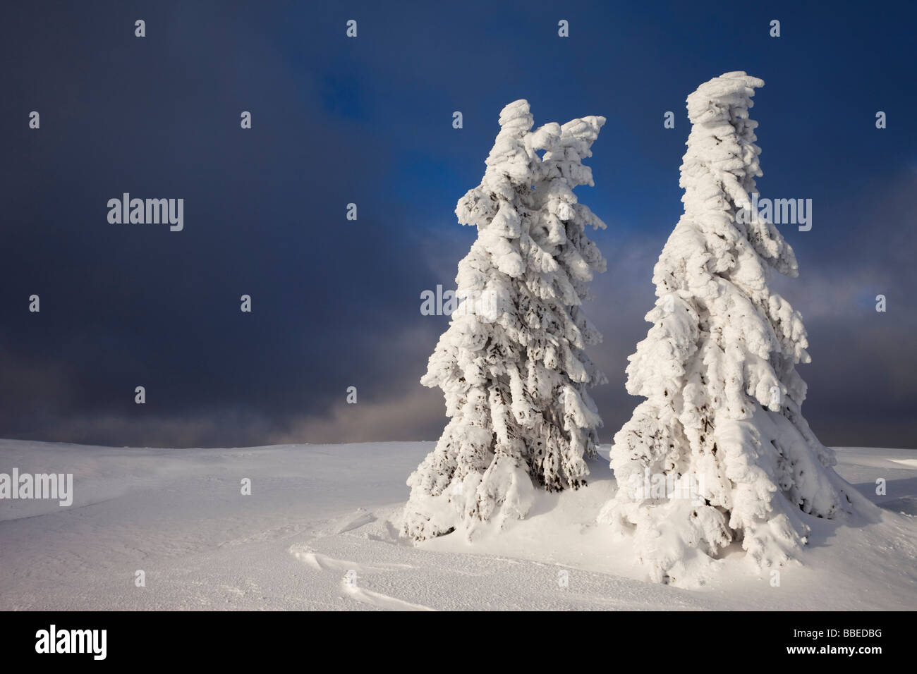 Snow-covered Spruce Trees in Winter, Grosser Arber Mountain, Bavarian ...