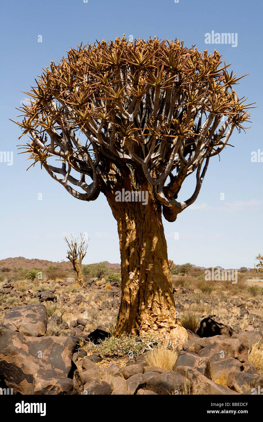 Frank rossbach hi-res stock photography and images - Alamy