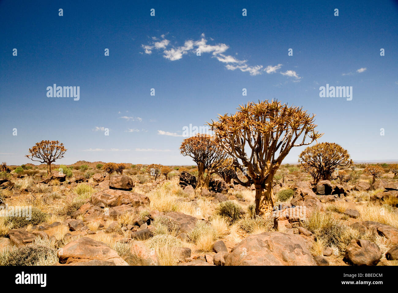 Kokerboom reserve hi-res stock photography and images - Alamy