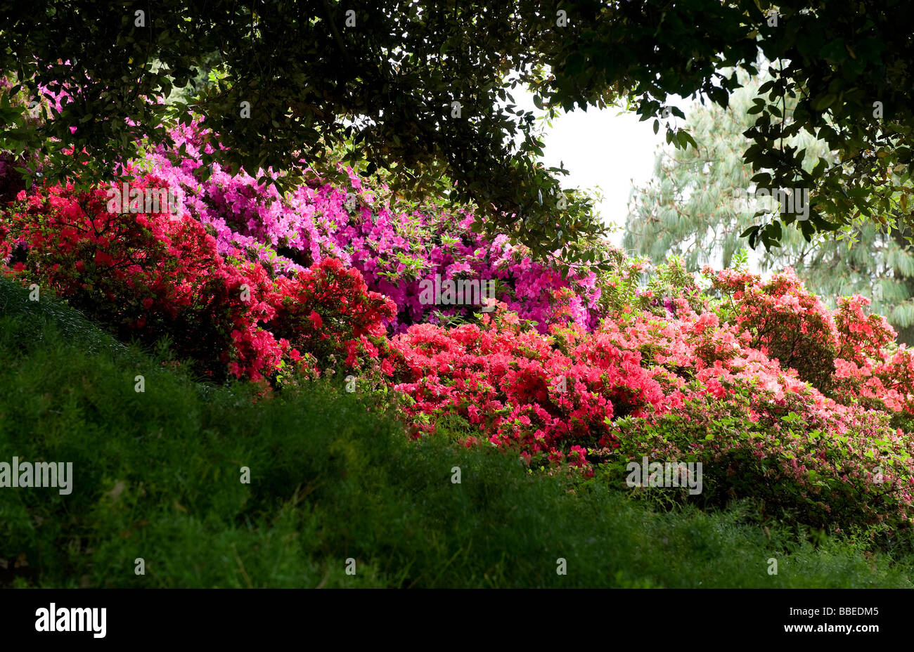 Planting azaleas hi-res stock photography and images - Alamy