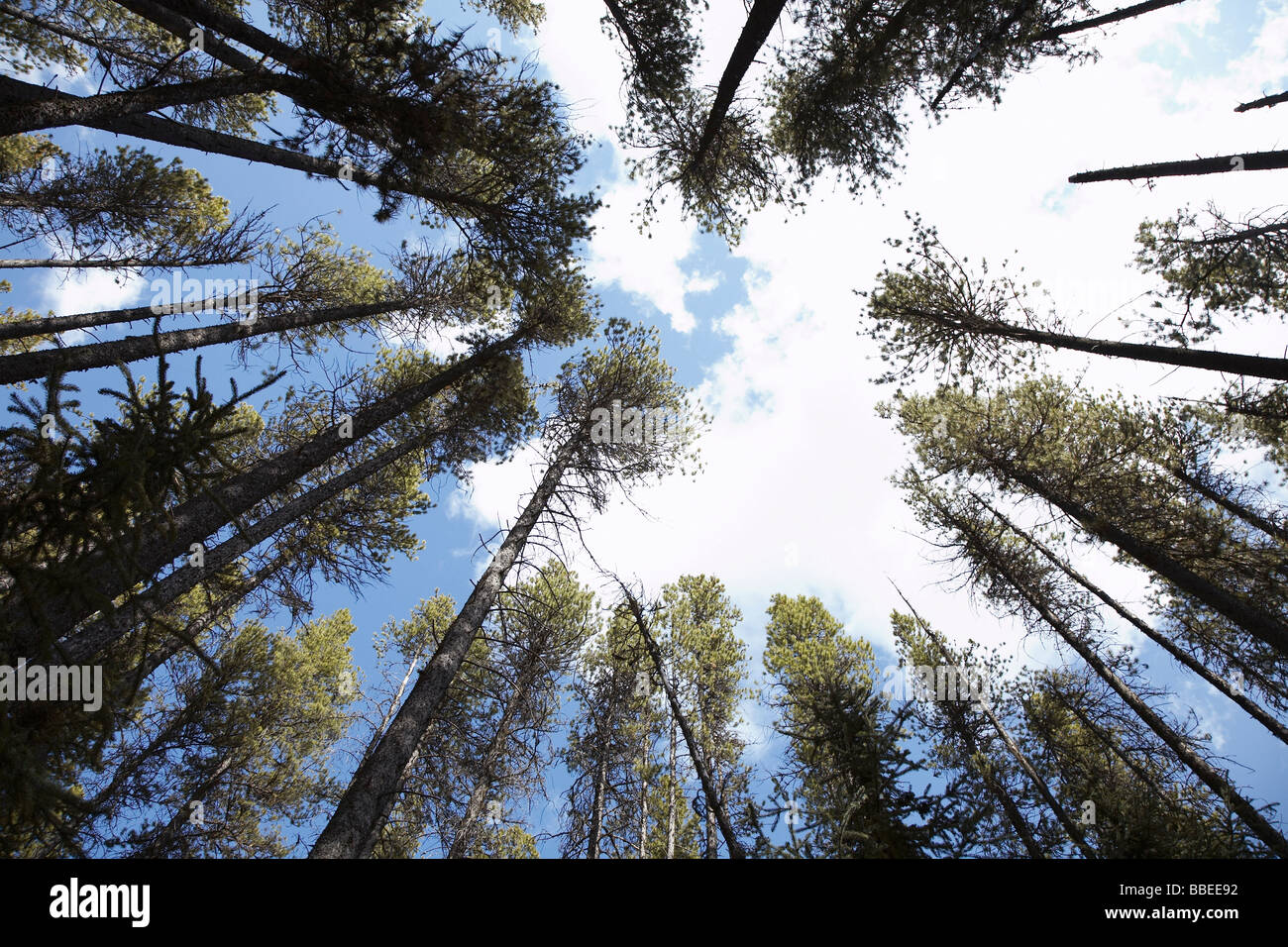 Looking Up at Tree Tops Stock Photo - Alamy