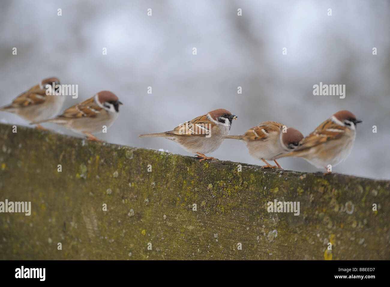 Sparrow roosting hi-res stock photography and images - Alamy