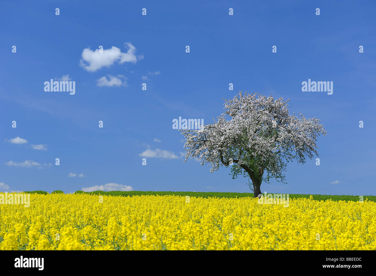 Blooming Apple Tree, Bavaria, Germany Stock Photo - Alamy