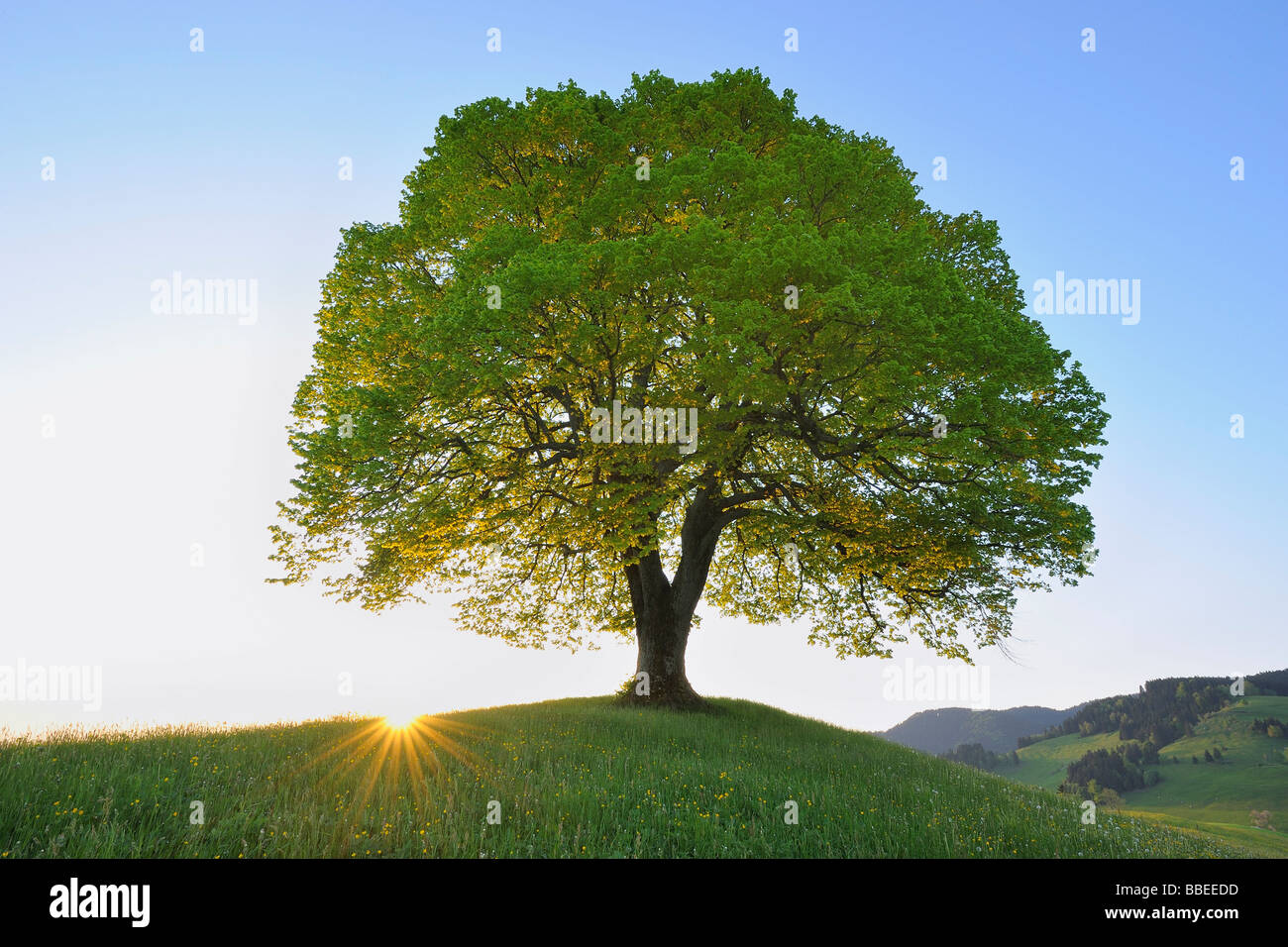 Lone Single Pasture High Resolution Stock Photography and Images - Alamy