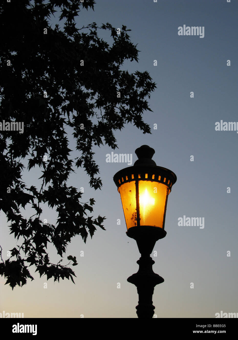 one street lamp post pole at night with tree Stock Photo - Alamy