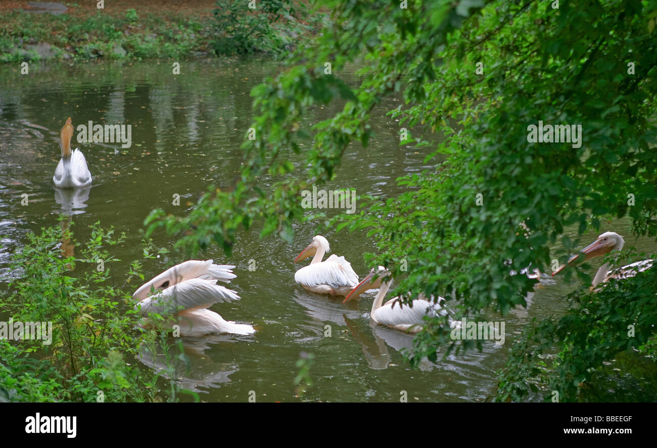 Decoy lake hi-res stock photography and images - Alamy