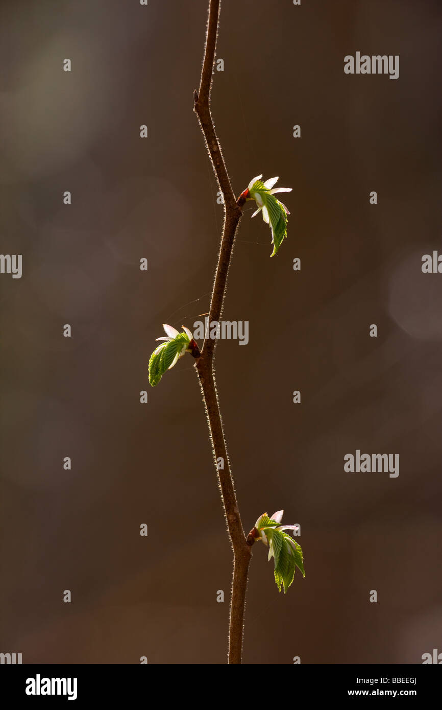 Tree leaves bursting hi-res stock photography and images - Alamy