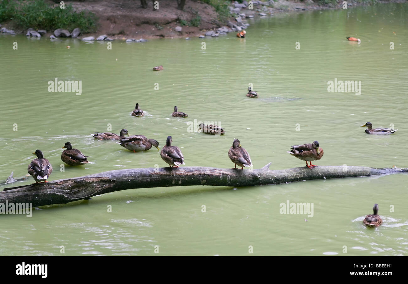 Family of ducks swimming hi-res stock photography and images - Alamy