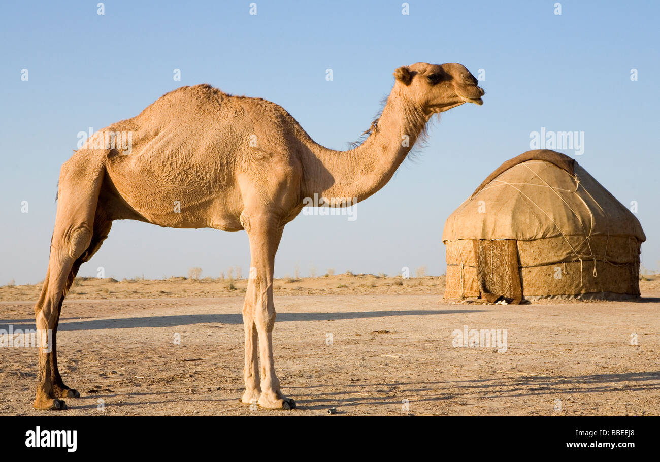 Uzbek nomad hi-res stock photography and images - Alamy