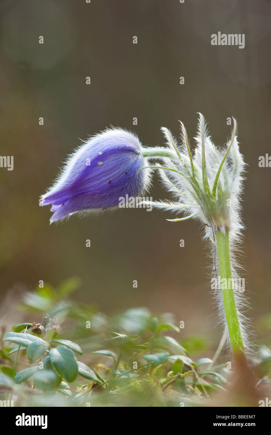 Upright flower hi-res stock photography and images - Alamy
