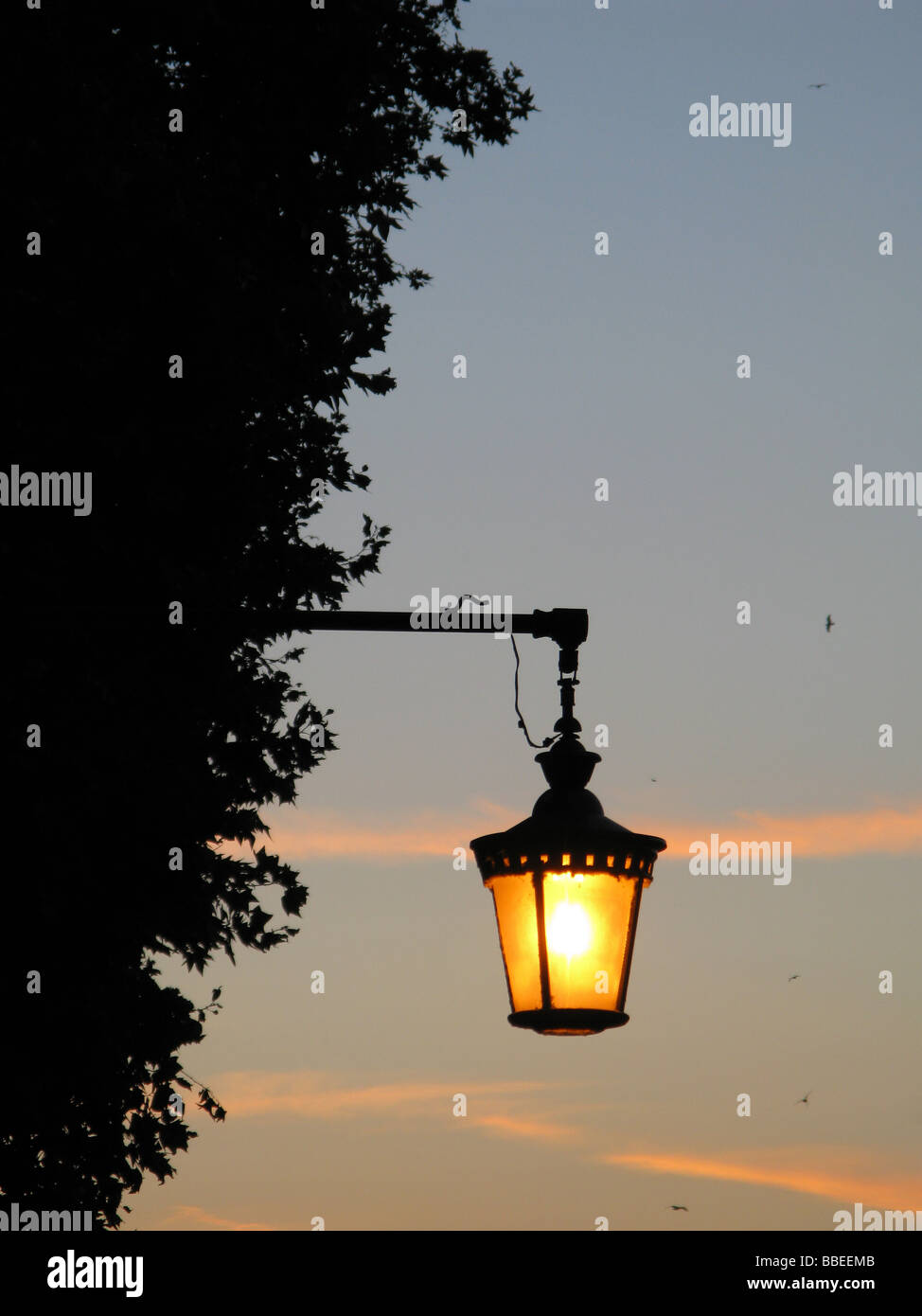 one street lamp post pole at night with tree Stock Photo - Alamy