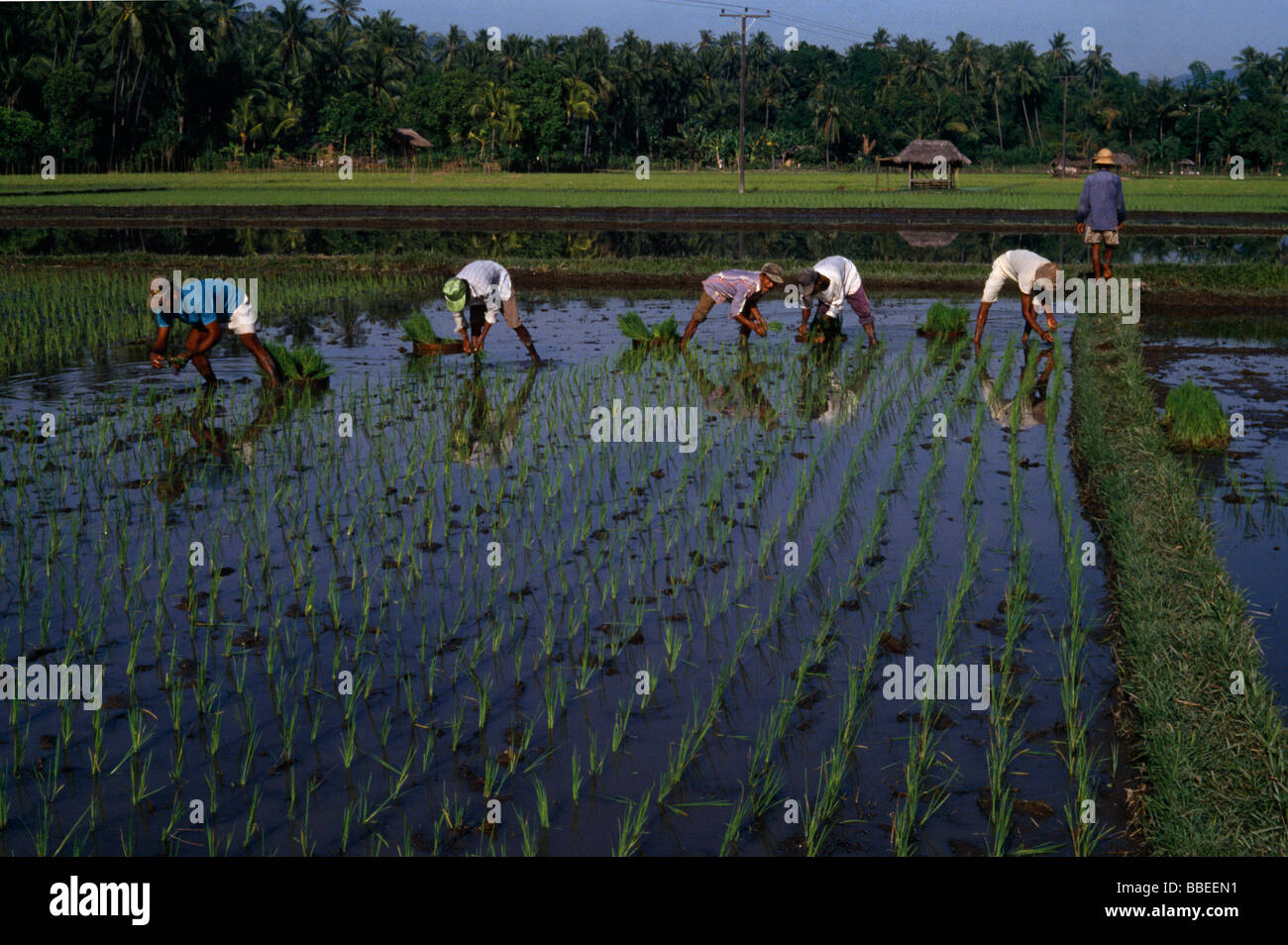 INDONESIA Southeast Asia Bali Kalikbukbuk Men planting rice shoots in ...