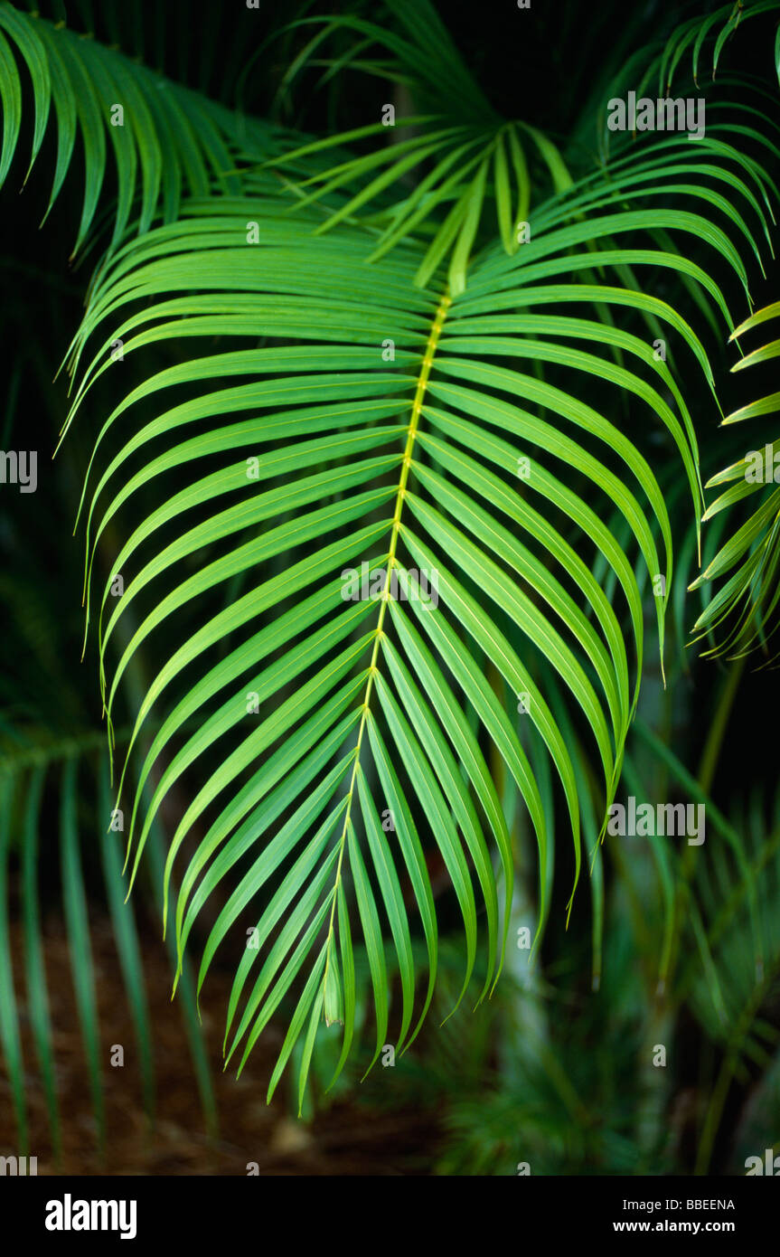 CARIBBEAN Plants Stock Photo - Alamy